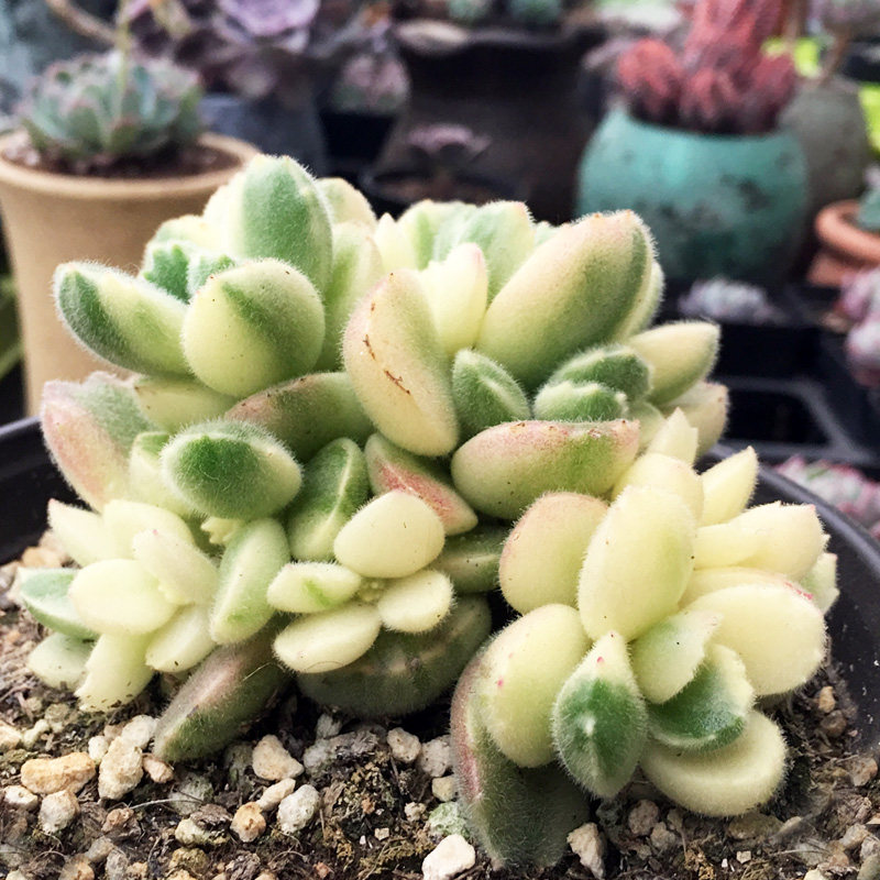 白熊掌,_大山谷图库